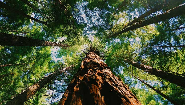 Why Use FSC Certified Eco Friendly Print Media Digital Print Media